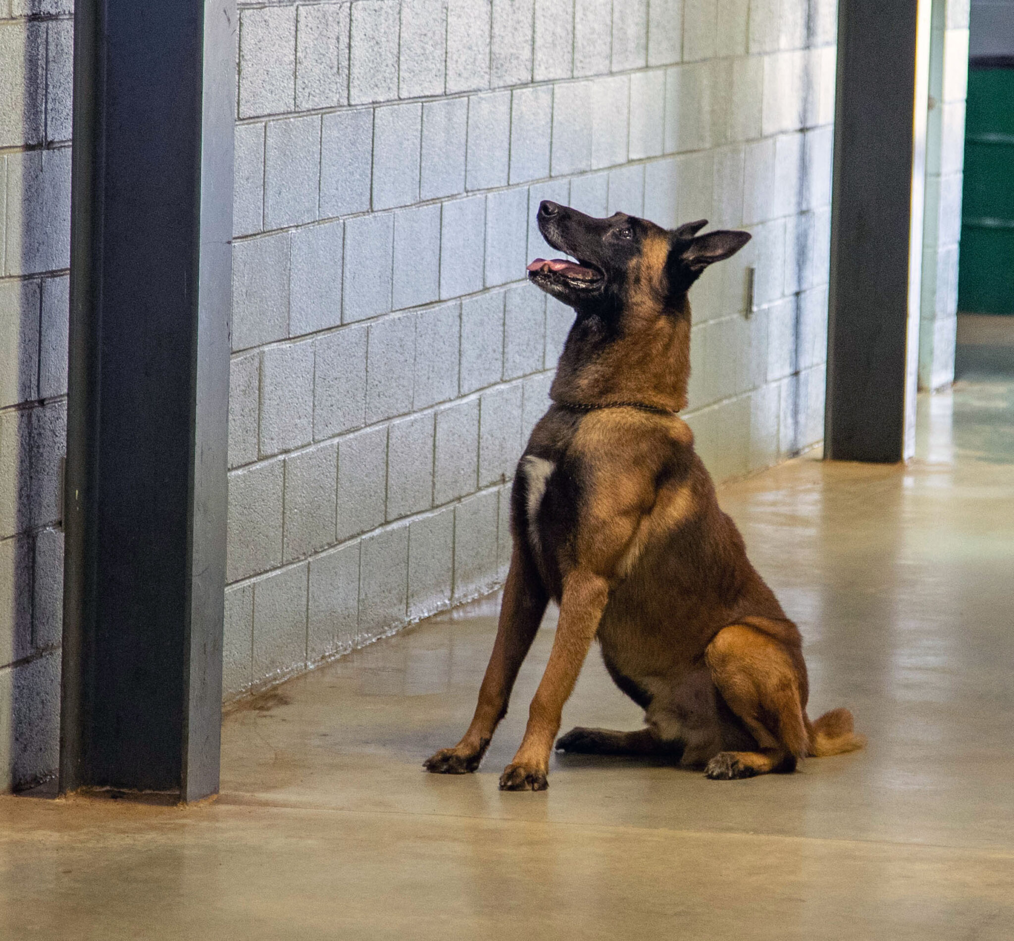Gallery - National Narcotic Detector Dog Association