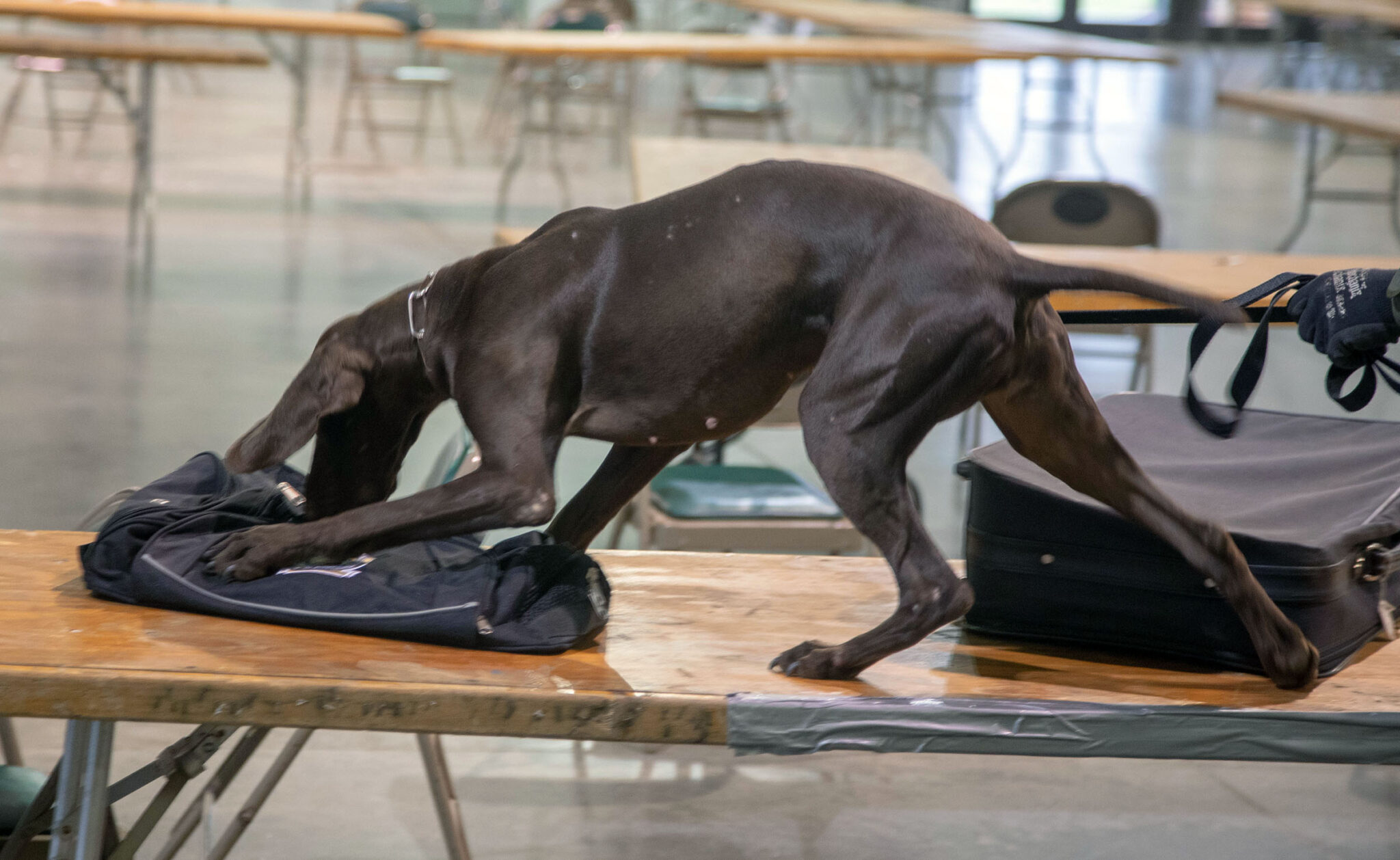 Welcome - National Narcotic Detector Dog Association